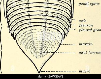 Dalmanites, a fossil trilobite Stock Photo - Alamy