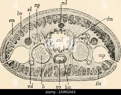 Hirudinea Cross Section