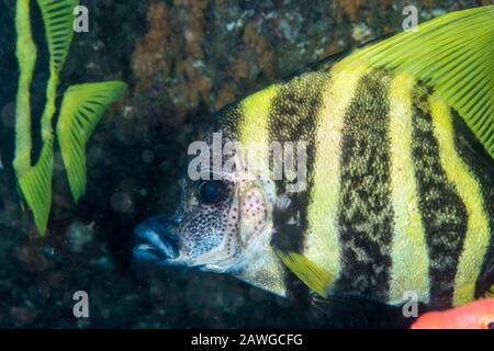 Striped boarfish, Evistias acutirostris (Temminck & Schlegel, 1844 ...