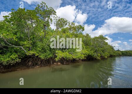 mangrove swamp and tidal creek at low tide, between Cockle Bay and ...