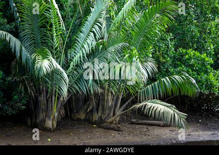 Nipah palm trees (Nypa fruticans) at a tropical riverbank in Sumatra ...