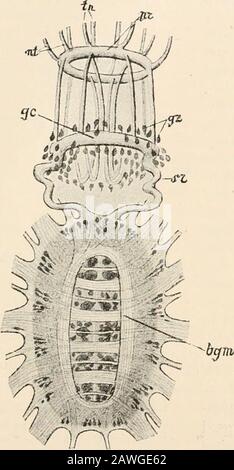 Text-book of comparative anatomy . nervous system of the(Fig. 148 ...