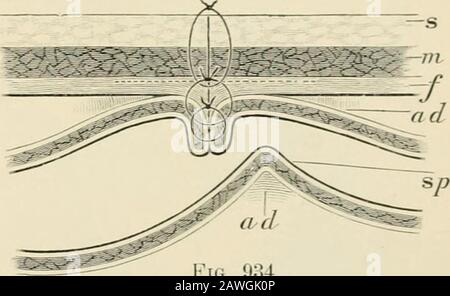 Operative surgery . Fig. 033 Stock Photo - Alamy