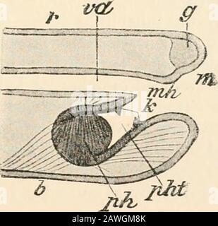Text-book of comparative anatomy . --Vd. FIG. 204.—Lepas ana-tifera ...
