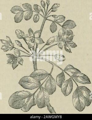 Guaiacum tree (Guaiacum officinale) resin Stock Photo - Alamy