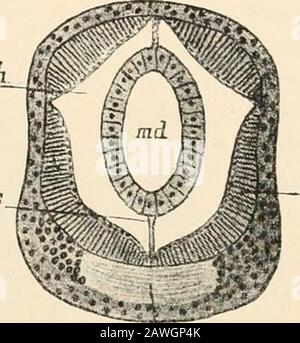 Text-book of comparative anatomy . layer which contains theFIG. 57 ...