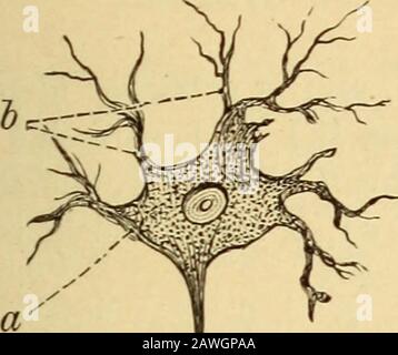 Diseases of the nervous system .. . Fig. 125. The Normal and the ...