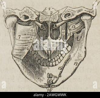 Structure of muscles of the soft palate from an atlas of human anatomy ...