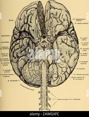 Diseases of the nervous system .. . Fissura mediana anteriorFig. 94 ...