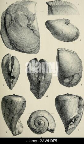 Trigonia costata Sowerby Stock Photo - Alamy