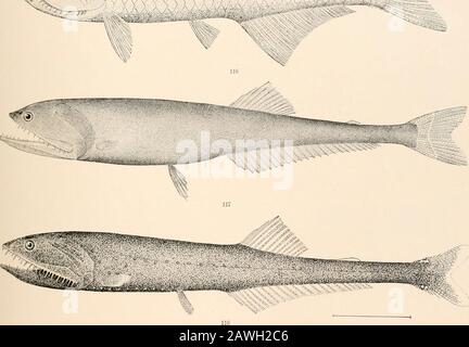 Deep sea fish Gonostoma denudatum Gonostomatidae horizontal museum ...