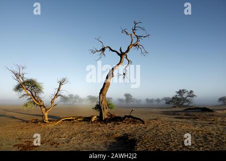 Trees in mist - Kalahari desert Stock Photo - Alamy