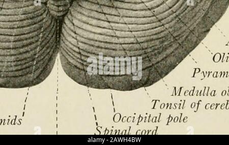Human Brain, Anterior View Stock Photo - Alamy