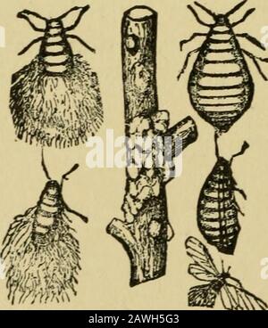 The quince is the only plant species of the genus Cydonia and belongs ...