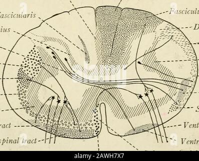 lateral white column funiculus function