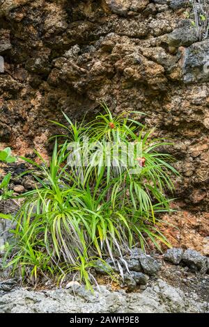 Pandanus palm fruit, lowland rainforest, Karawawi River, Kumawa ...