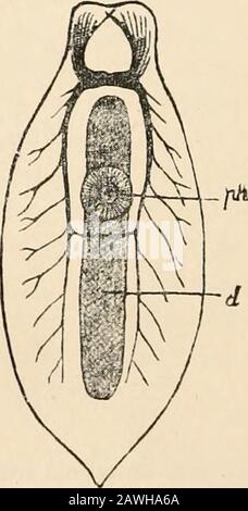 Text-book of comparative anatomy . PIG. 25.—Ovarian egg cell of a Fowl ...