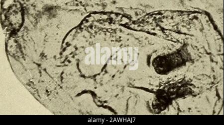 Annual report . Queen blowfly larvae PLATE 6[237] Queen blow fly ...