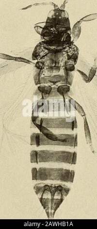 Annual report . Pear thrips PLATE 4[233] Queen blow flyPhormia regina ...