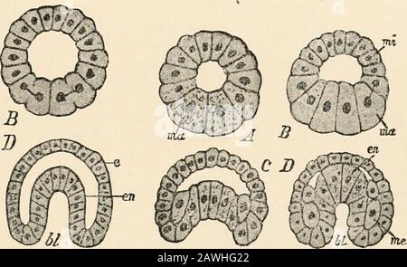 . Comparative anatomy. Anatomy, Comparative. GASTRULATION IN FORM WITH ...