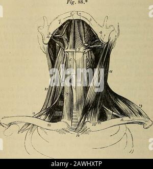 Depressor Anguli Oris Muscle anatomy for medical concept 3D ...