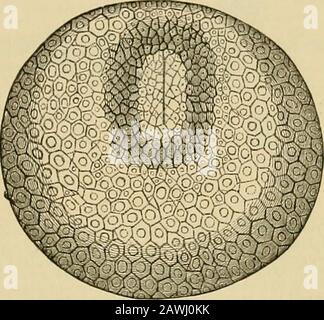 Physiology : a manual for students and practitioners . Segmentation of ...