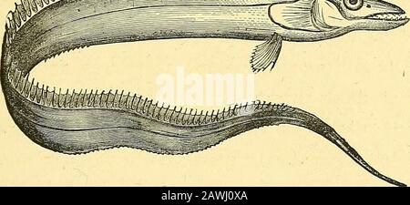 MR. FRANK BUCKLAND Stock Photo - Alamy