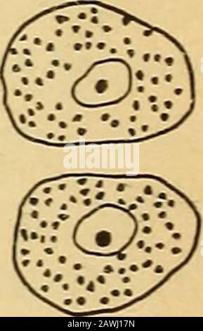 Cells division, Cell divides into two cells, biology and medicine ...