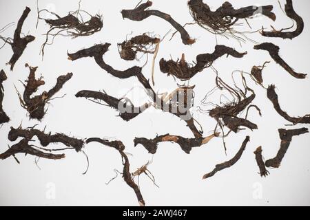 Dried Cypriol or Cyperus scariosis Root also known as Nutgrass in Hindi ...