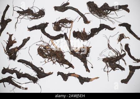 Dried Cypriol or Cyperus scariosis Root also known as Nutgrass in Hindi ...