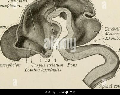 Diencephalon of the human brain Stock Photo - Alamy