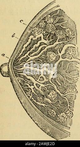 Sebaceous glands in human skin with hair follicles. X25 at 10 cm wide ...
