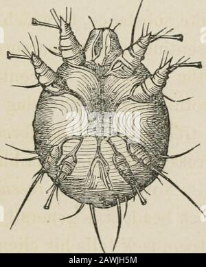 Animal and vegetable parasites of the human skin and hair . c /^^/yv ...
