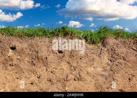 Soil profile on a low cliff above a beach in Cornwall with a shallow ...
