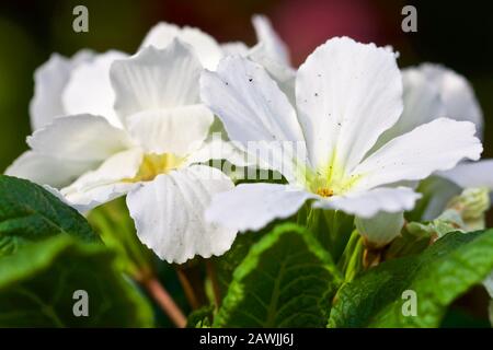 Primrose Star Fever Stock Photo - Alamy