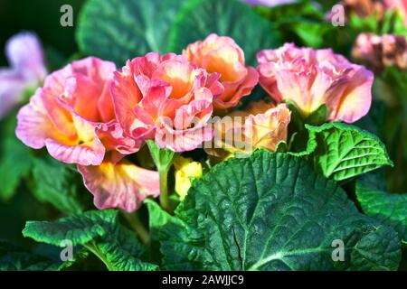 Primula ‘Sweet Heart’ Stock Photo - Alamy