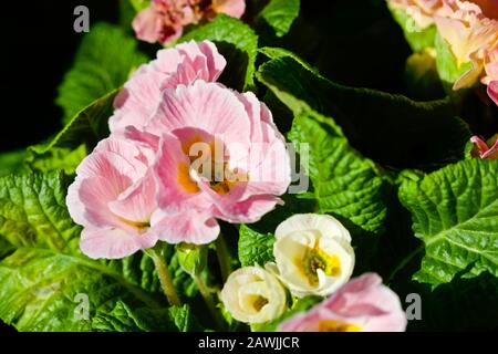 Primula ‘Sweet Heart’ Stock Photo - Alamy