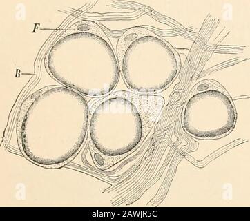 . Comparative anatomy. Anatomy, Comparative. THE SENSE ORGANS 601 also ...