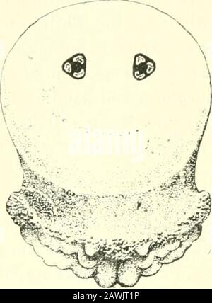 house fly (Musca domestica), eggs, Germany Stock Photo - Alamy