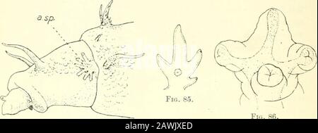 Fly (Musca sp Stock Photo - Alamy