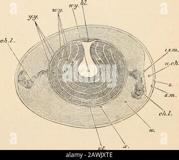 Text-book of comparative anatomy . layer which contains theFIG. 57 ...