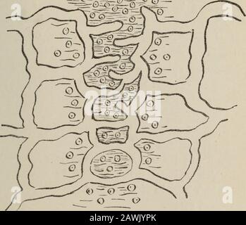 General surgery and pathology for dentists . Fig. 17.PAPILLOMA OF SKIN ...