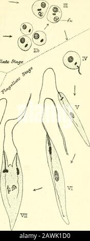 Musca domestica - life cycle Stock Photo - Alamy