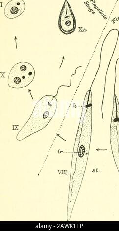 The house-fly, Musca domestica Linn: its structure, habits, development ...