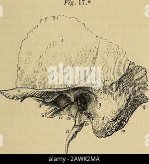 Muscle Figure 6-12 Stock Photo - Alamy