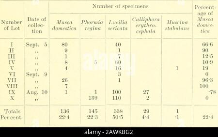 house fly (Musca domestica), eggs, Germany Stock Photo - Alamy