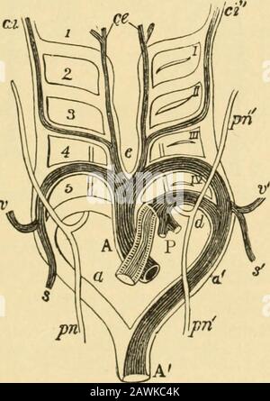 A system of obstetrics . Diagrams to illustrate the Development of the ...