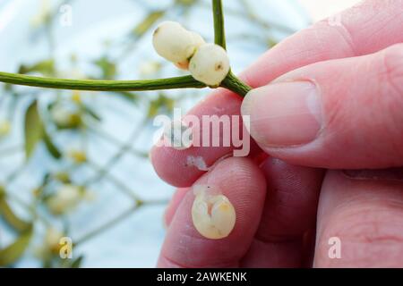 Viscum album. Mistletoe berry split to reveal single seed, sticky pulp ...