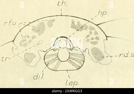 The house-fly, Musca domestica Linn: its structure, habits, development ...