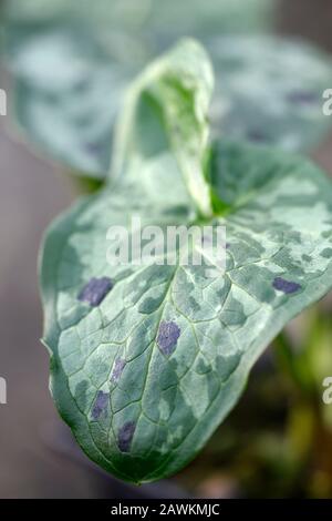 Arum maculatum Streaked Spectre,mottled,spotted,leaves,foliage,shades ...